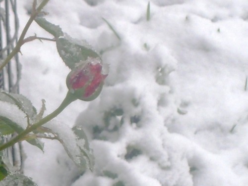 New Year’s Goals – Gracious Rain