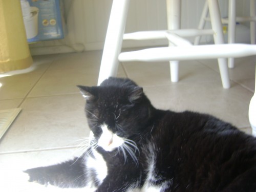 My Friend Beany – Gracious Rain