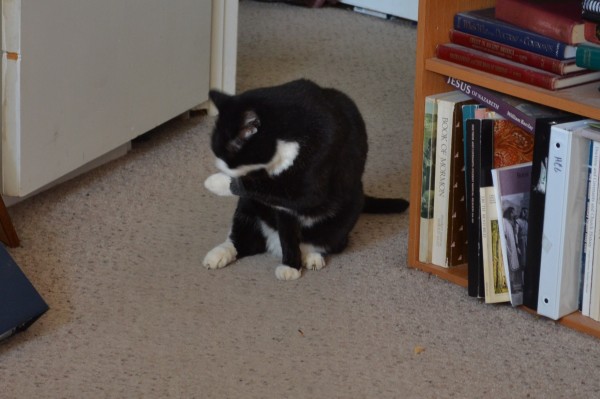 Beany Boy Update – Gracious Rain