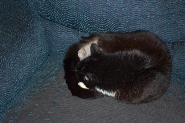 Beany Boy – Gracious Rain