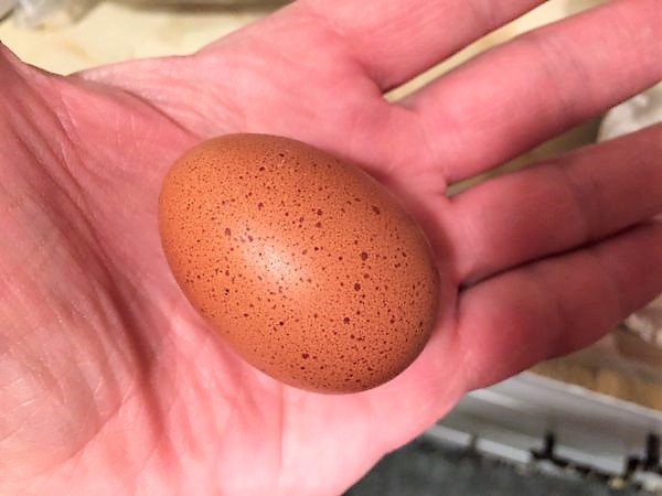 Eggs~Eggs~Eggs! – Gracious Rain