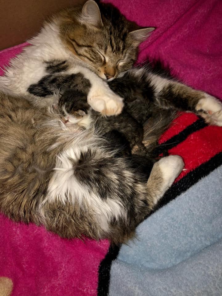 Lyla’s Babies – Gracious Rain