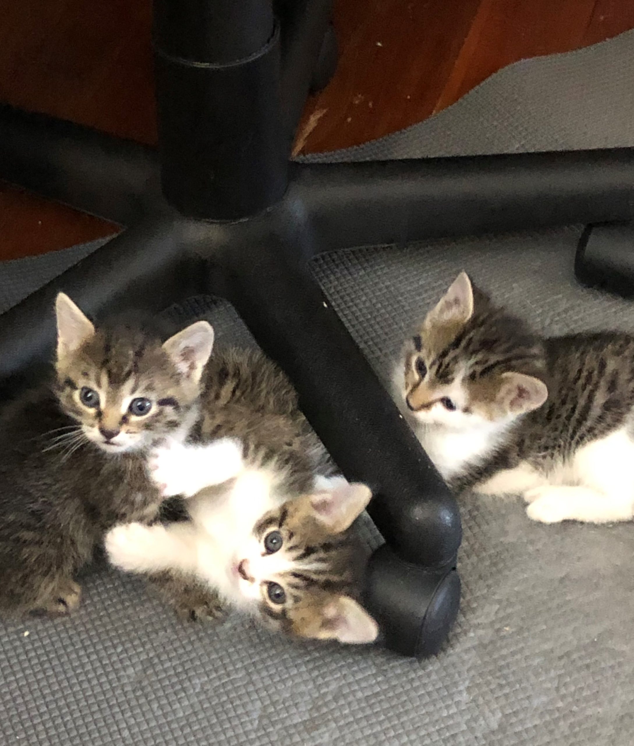 Kitty Heaven – Gracious Rain