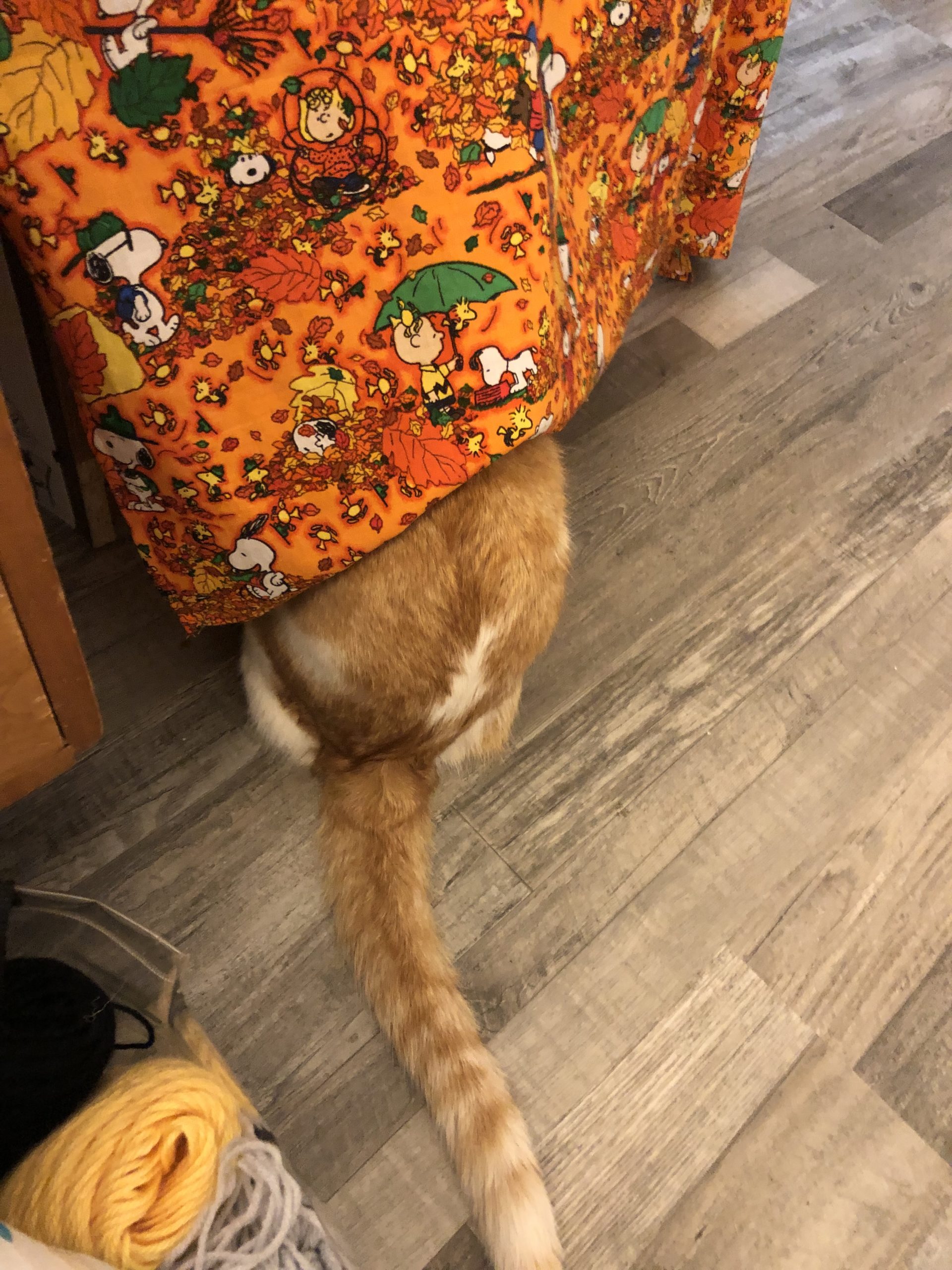 Cool Kitty – Gracious Rain