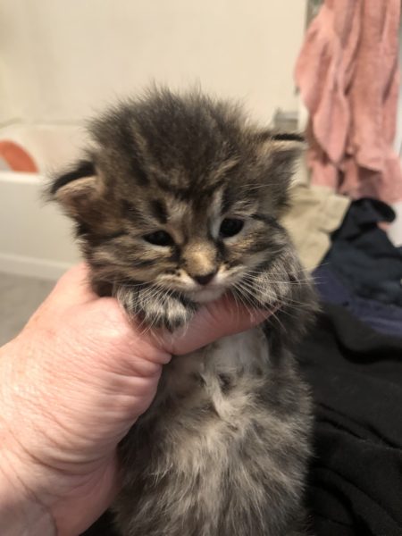 My Sweethearts – Gracious Rain