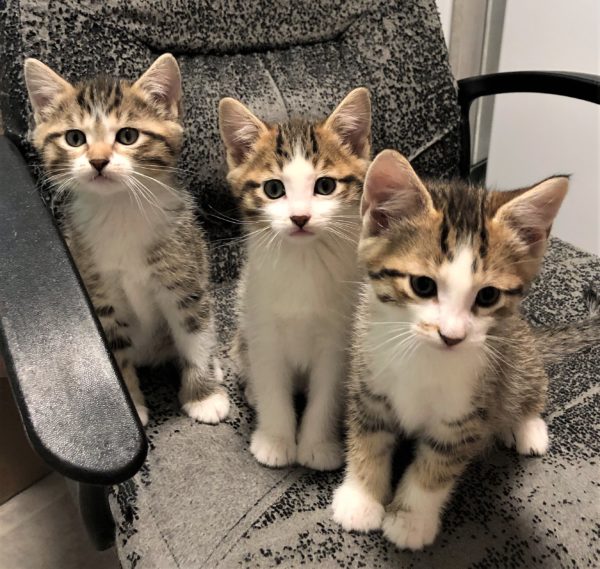 Chili’s Babies–That Dreadful Day – Gracious Rain