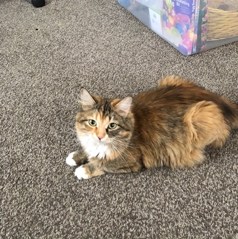 A Grasshopper Story – Gracious Rain