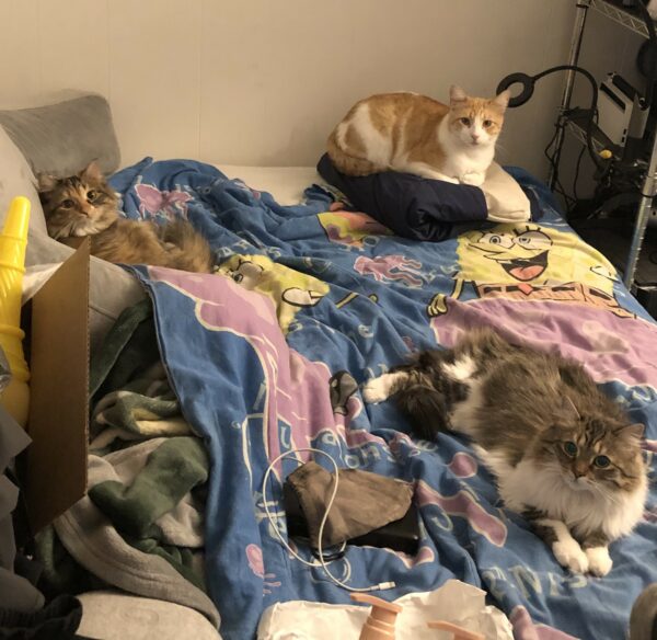 Kitty Hideout – Gracious Rain