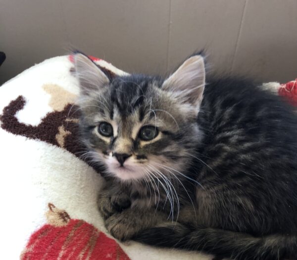 Little Dali – Gracious Rain