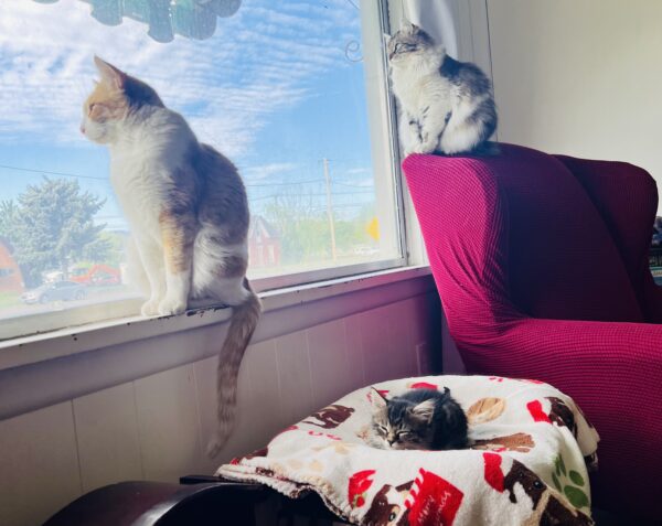 The Kitty Kingdom – Gracious Rain