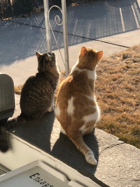 Herrrrre Birdy, Birdy – Gracious Rain