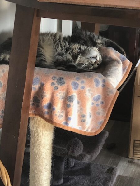 Playing Opossum – Gracious Rain