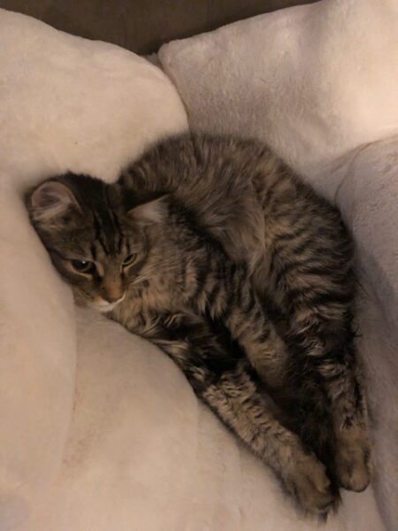 Dali’s Adventure – Gracious Rain