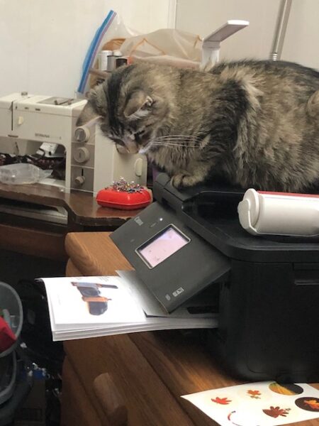 My Sweet Office Assistant – Gracious Rain